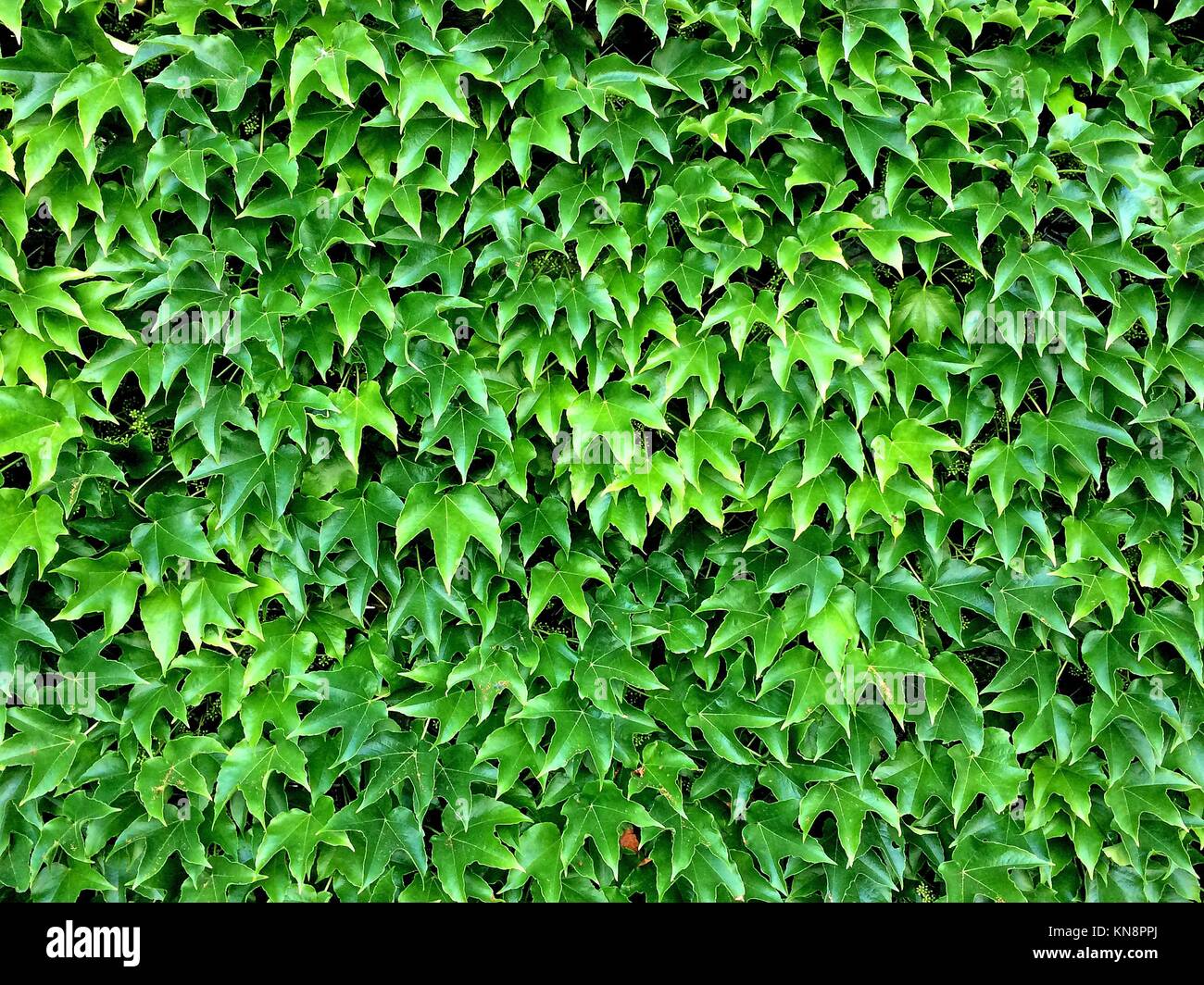 Wild vine hedge hi-res stock photography and images - Alamy