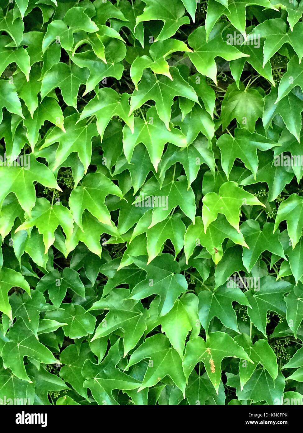 Wild vine hedge hi-res stock photography and images - Alamy