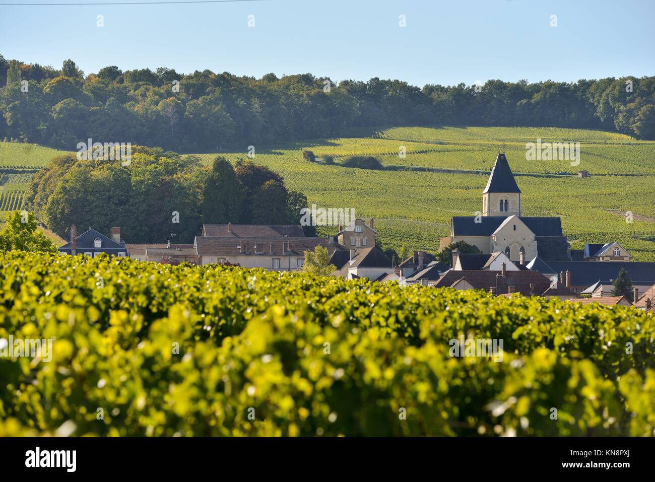 Champagne vineyards and church in Marne department, Champagne-Ardennes ...