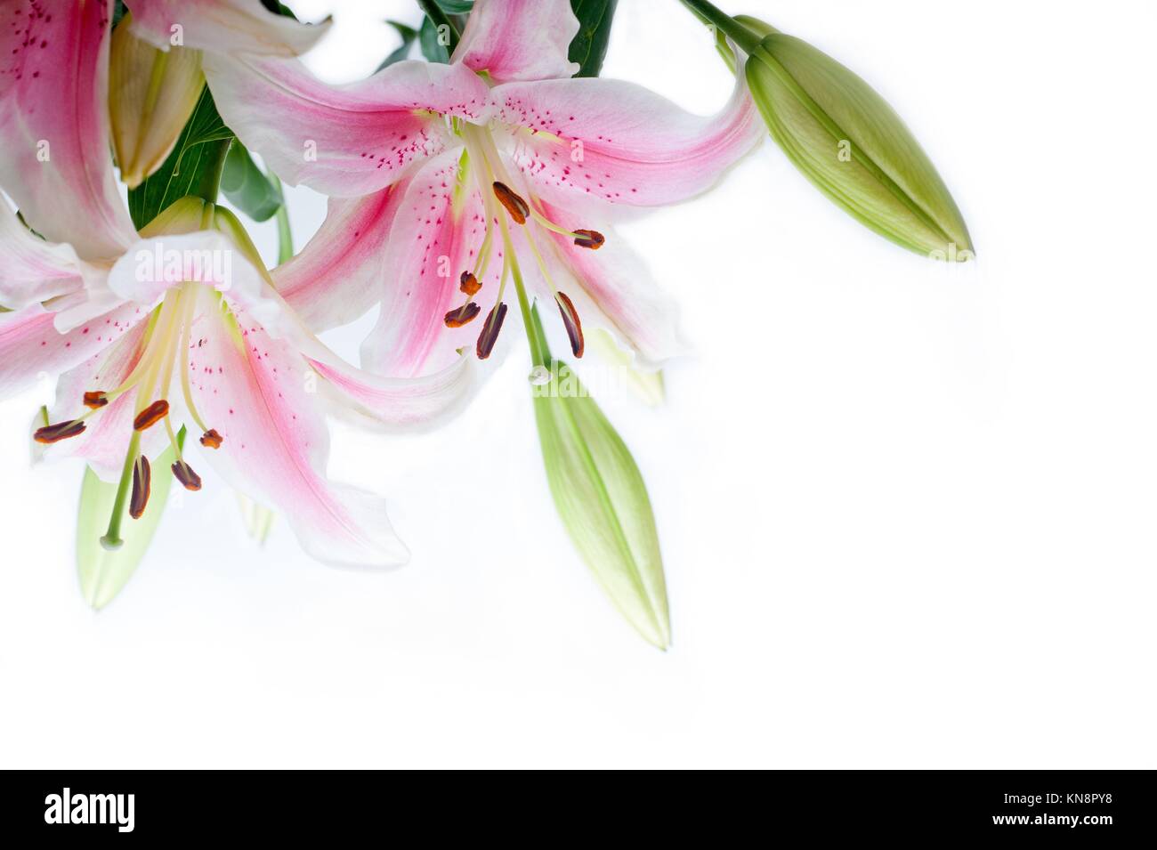 Flower corner border High Resolution Stock Photography and Images - Alamy