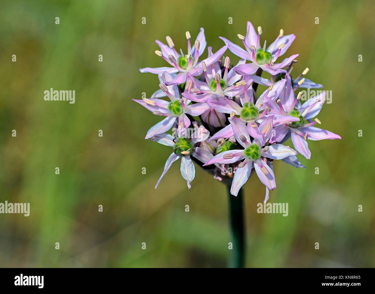 Garlic Plant Purple Flowers