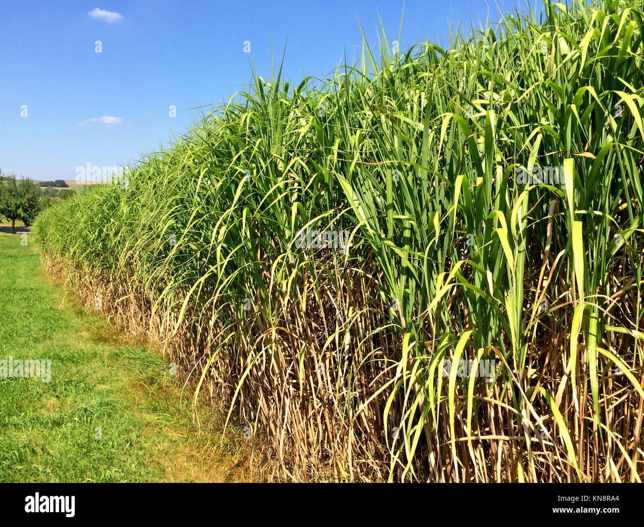 switch grass in summer Stock Photo - Alamy