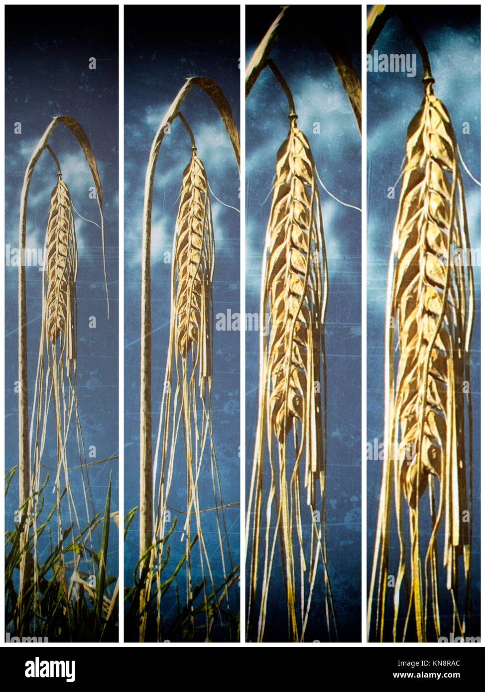 Barley corn flower hi-res stock photography and images - Alamy