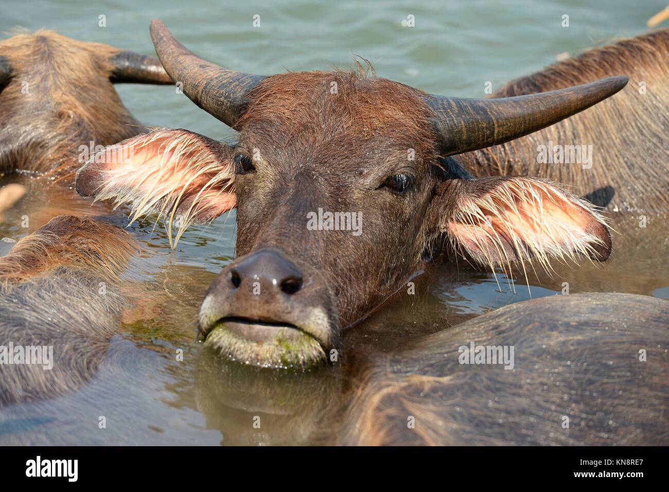Buffalo bathing in river hi-res stock photography and images - Alamy