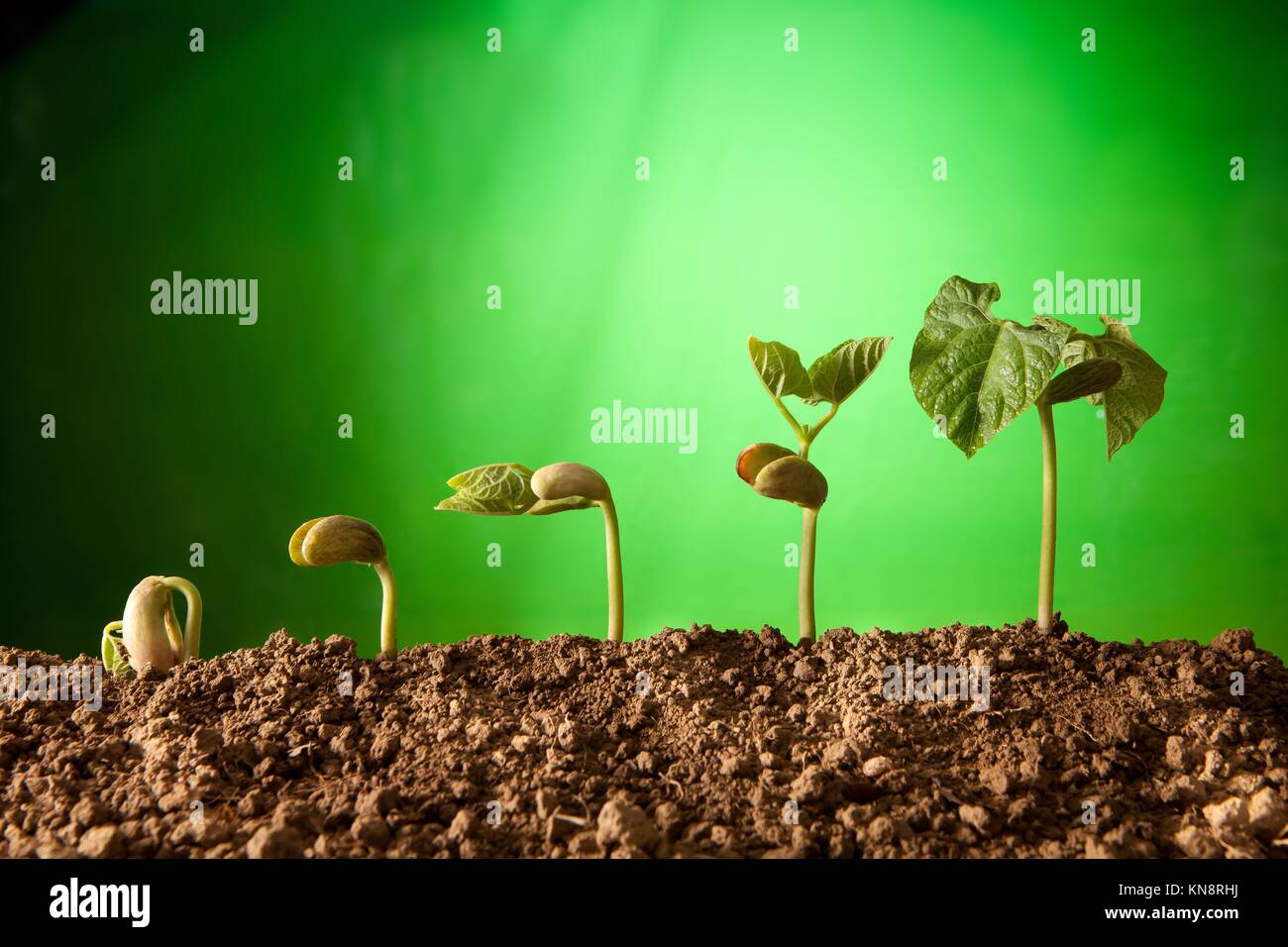 Germination seed sequence hi-res stock photography and images - Alamy