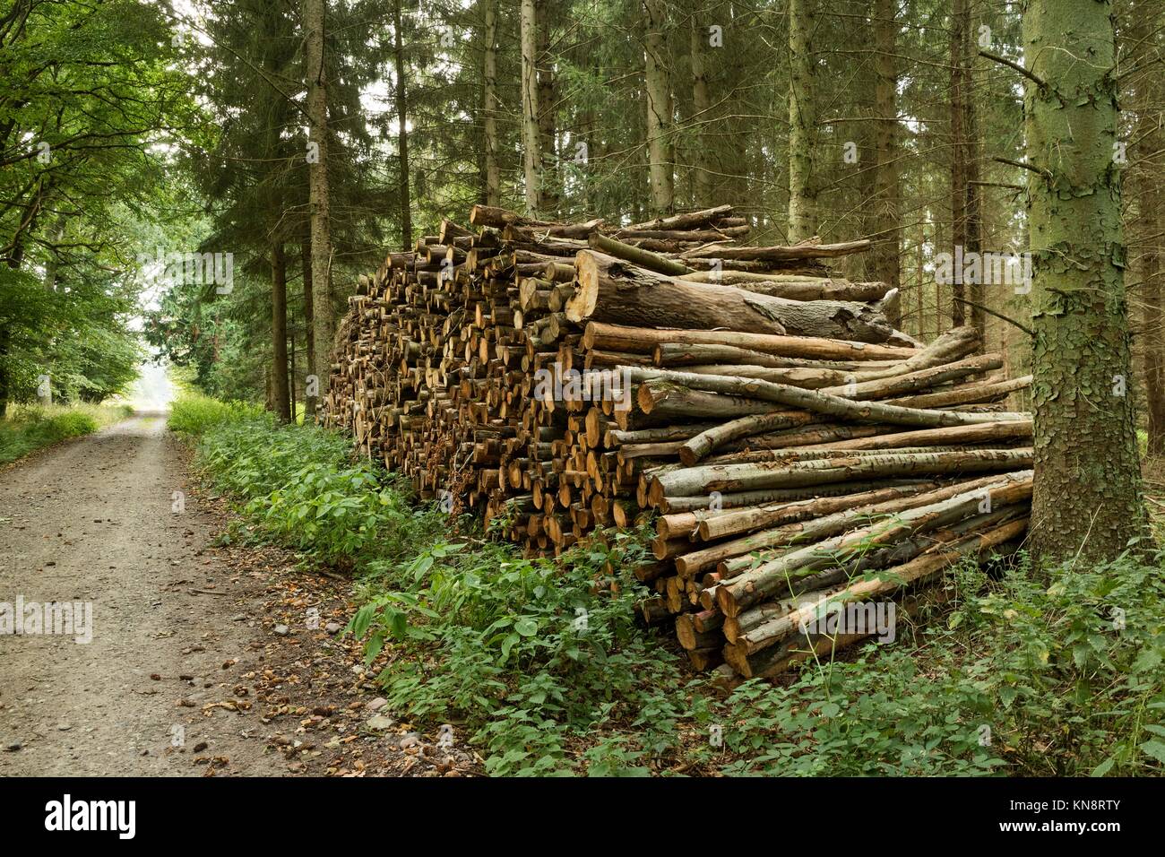 Cutted tree in forest hi-res stock photography and images - Alamy