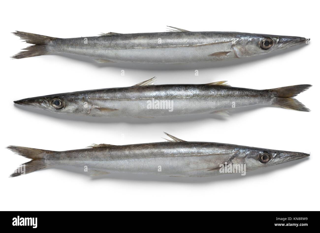 Fresh raw barracuda fish on white background Stock Photo - Alamy