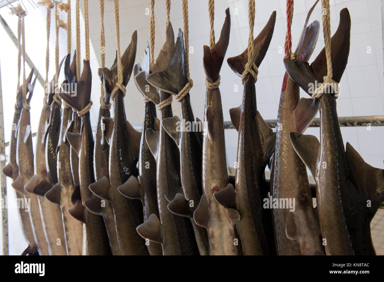 Caviar processing plant, Group of sturgeons hanging by the tail Stock ...