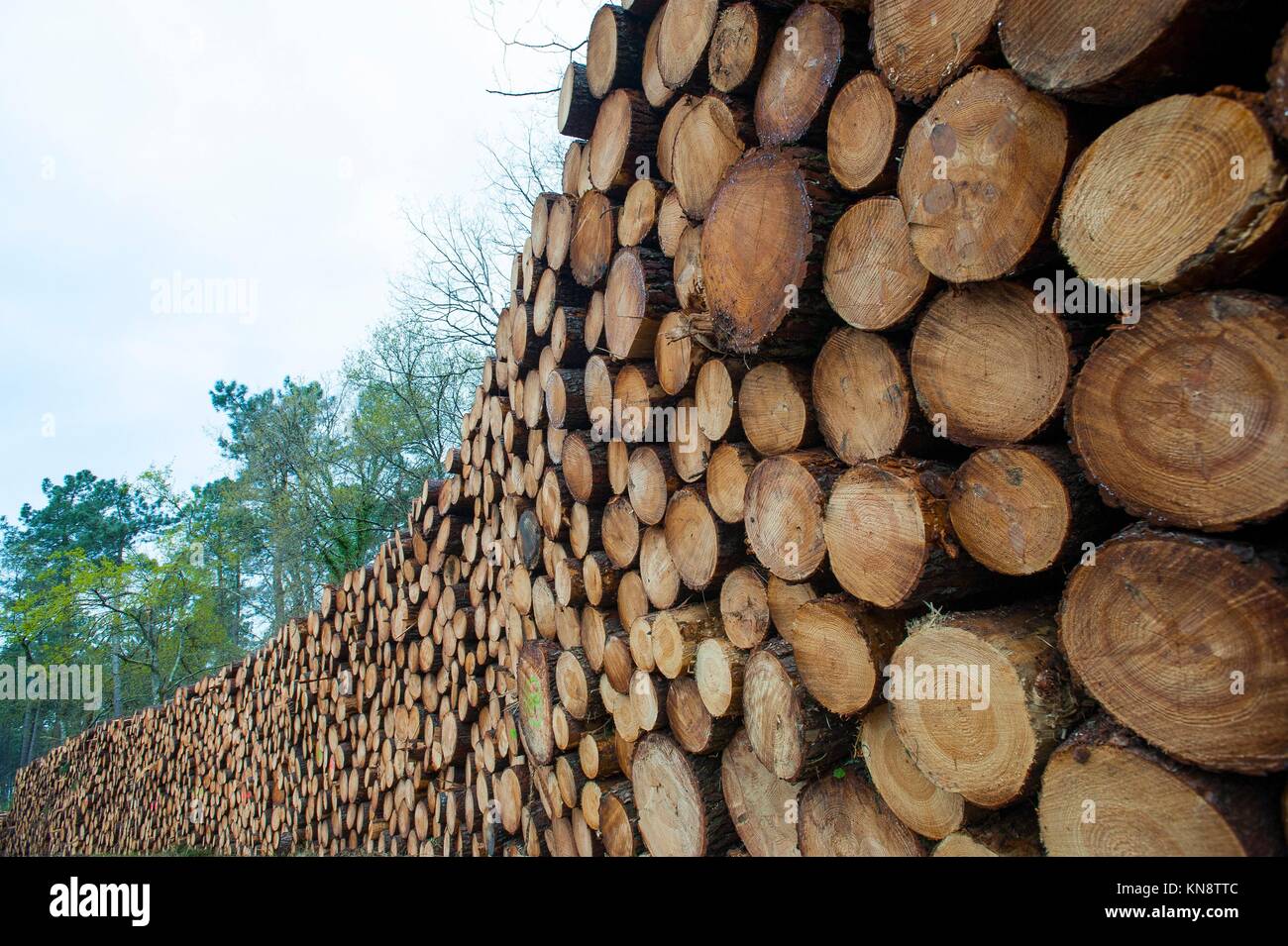 Construction timber source hi-res stock photography and images - Alamy