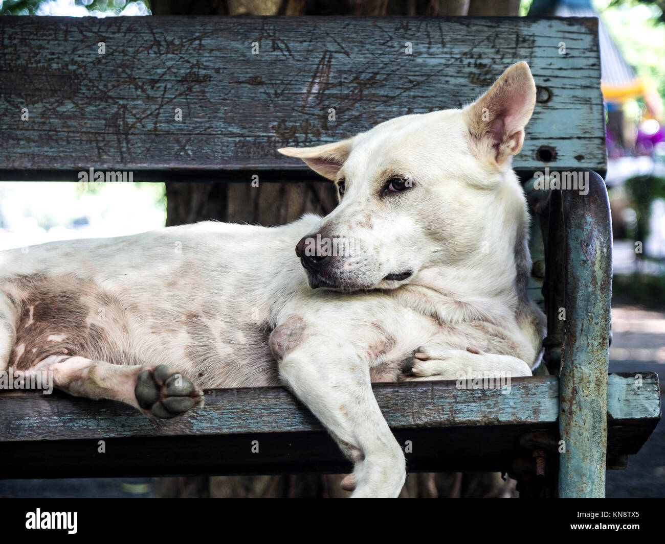 White stray dog lying on a chair in a garden Stock Photo - Alamy