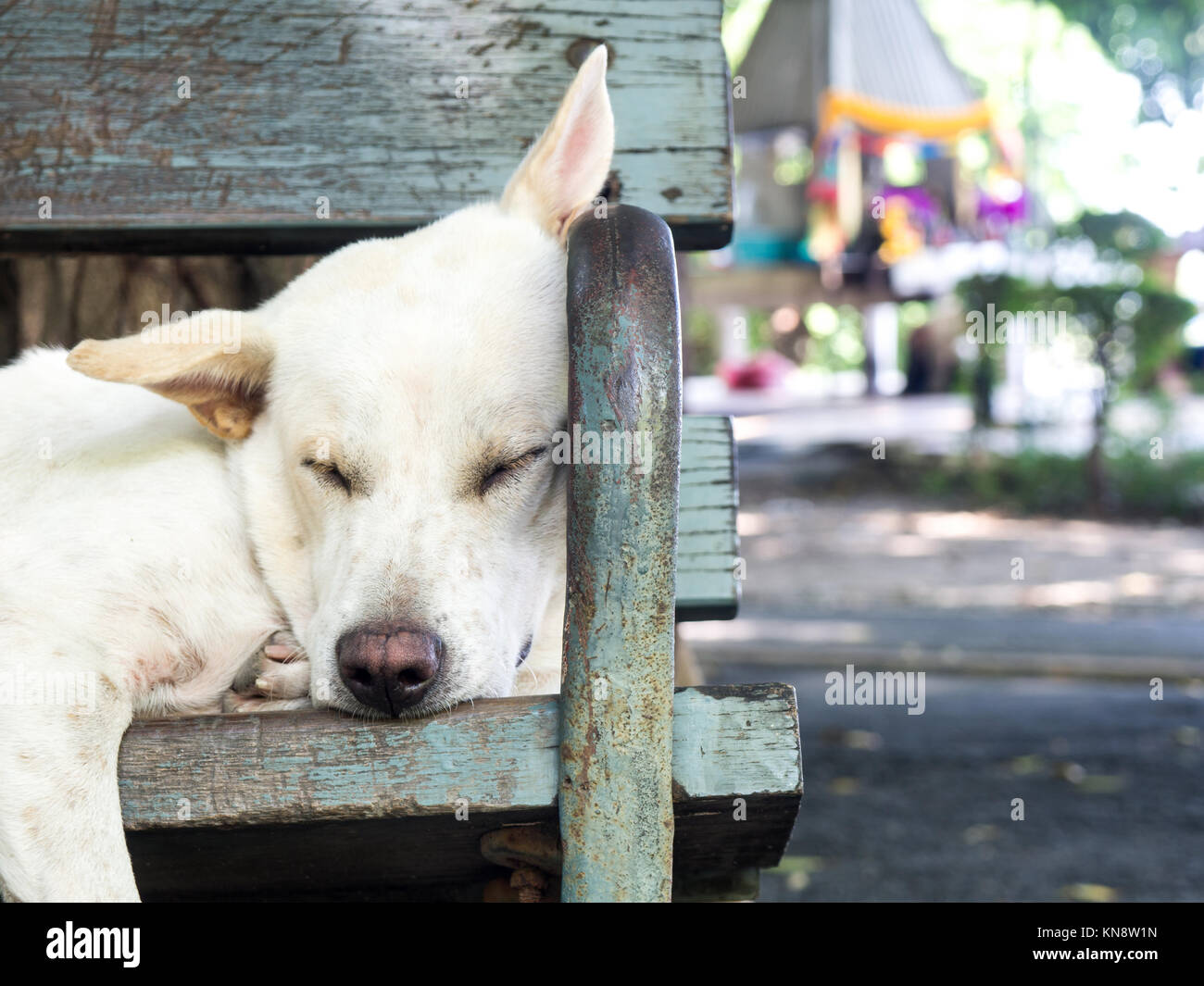 White stray dog hi-res stock photography and images - Alamy