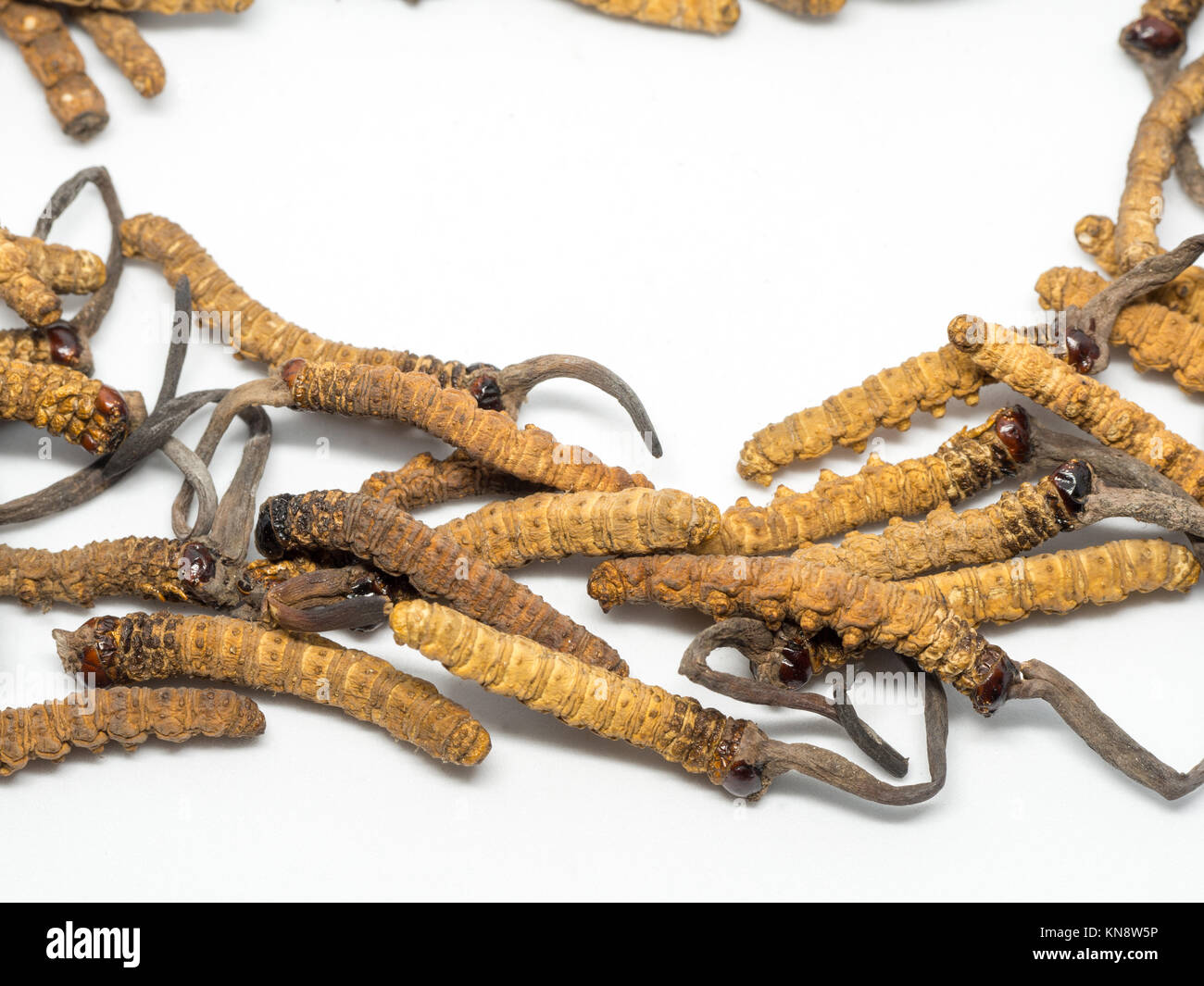 close up Ophiocordyceps sinensis (CHONG CAO, DONG CHONG XIA CAO) or mushroom cordyceps this is a ...