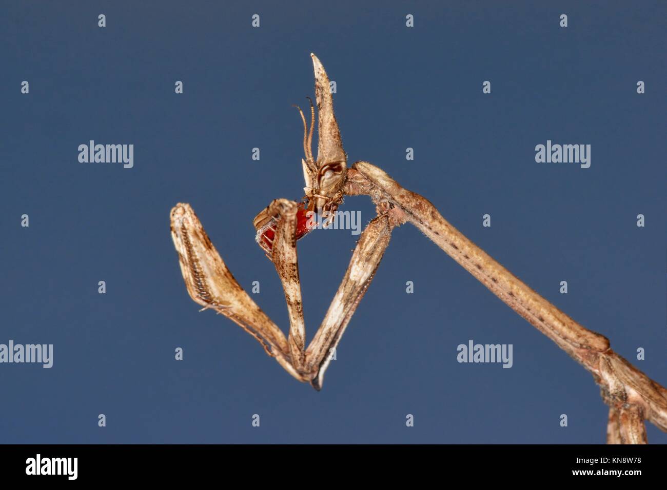 Yellow mantis hi-res stock photography and images - Alamy