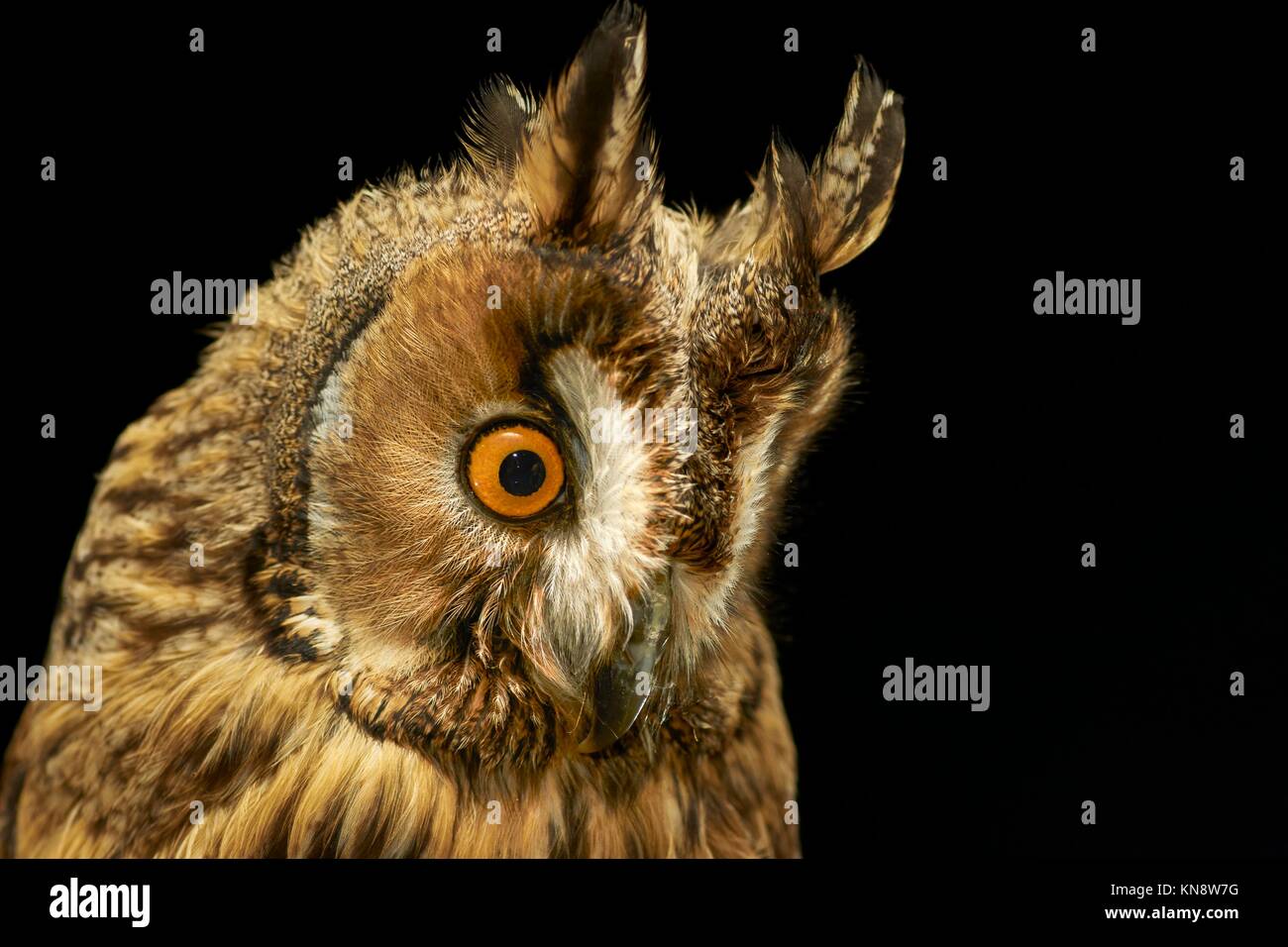 Night owl bird hi-res stock photography and images - Alamy