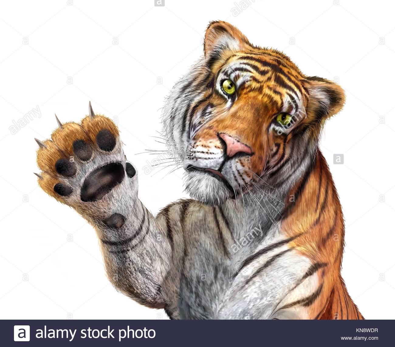 White Tiger Claws Stock Photos & White Tiger Claws Stock Images - Alamy