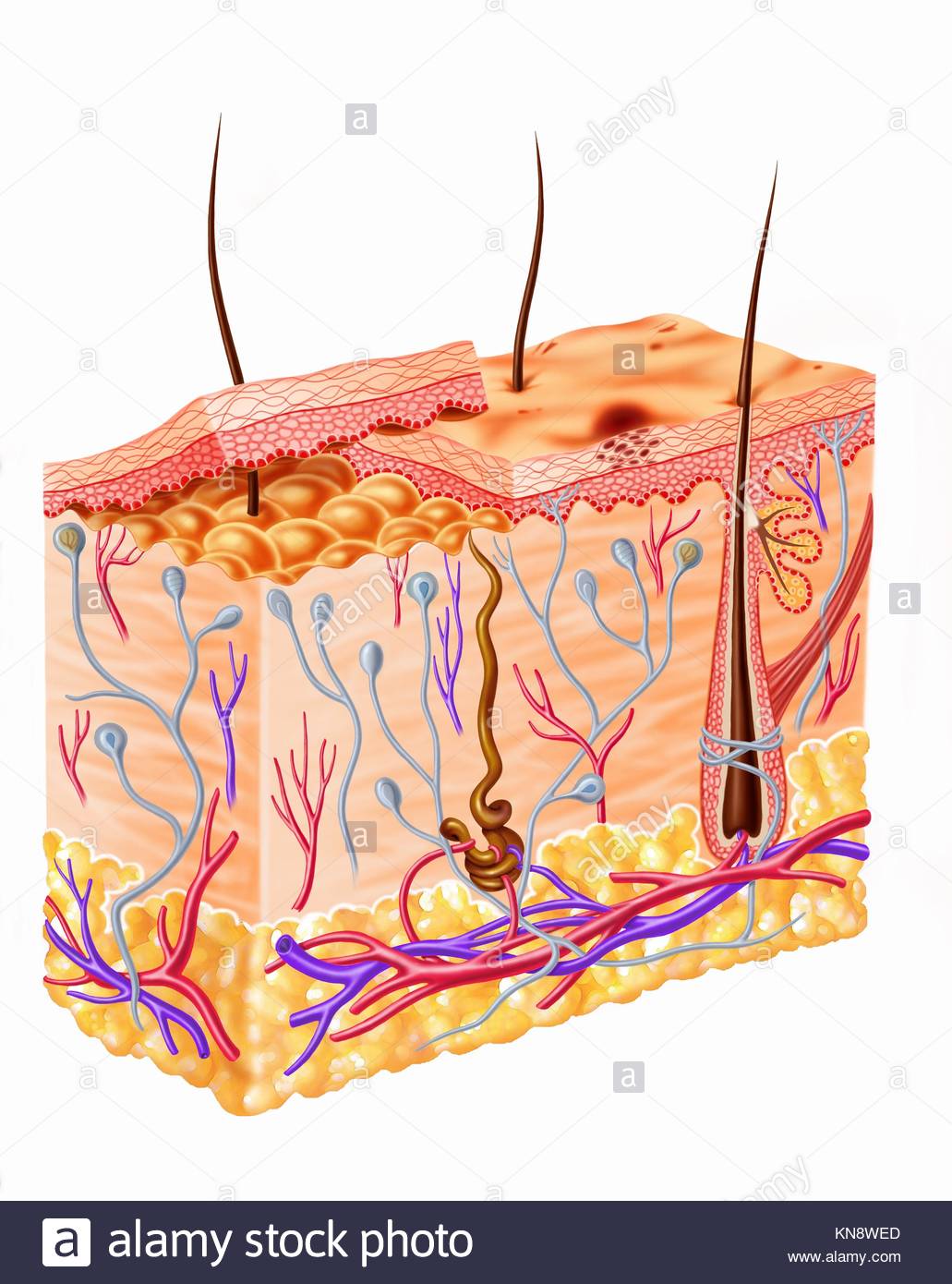 Skin Cross Section, Hair Stock Photos & Skin Cross Section, Hair Stock ...