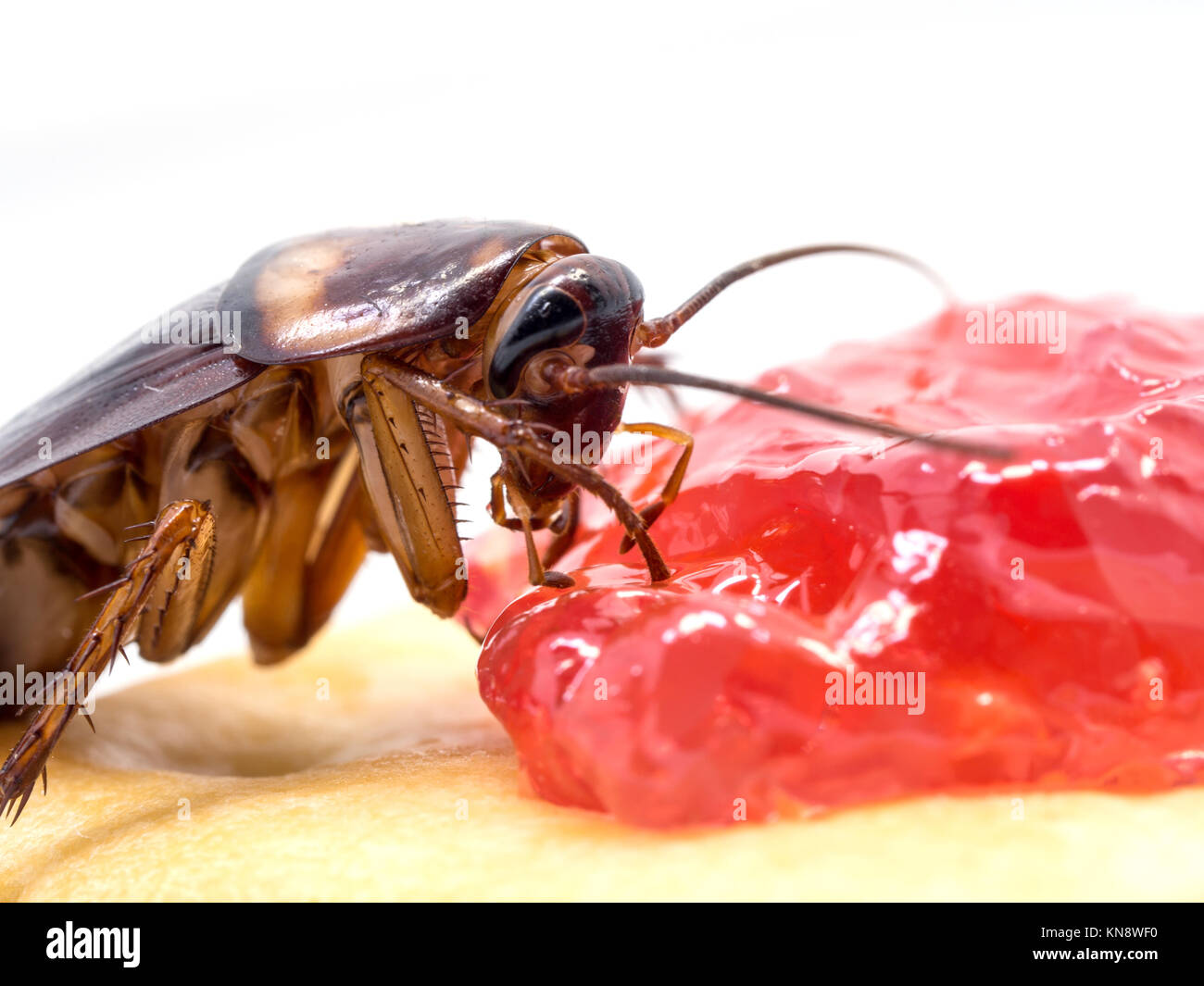 Close up cockroach on the whole wheat bread with jam. Cockroaches are ...