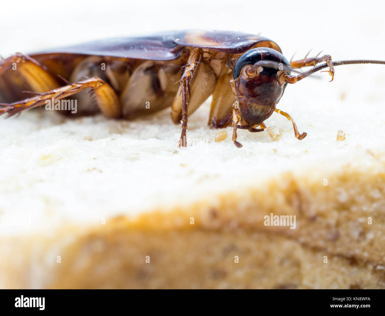 Closeup cockroach on the whole wheat bread. Cockroaches are carriers of ...