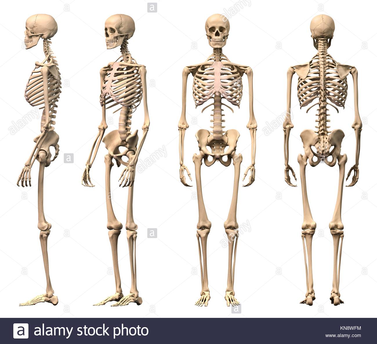 Human Spine Bone Man Side View Stock Photos & Human Spine Bone Man Side ...