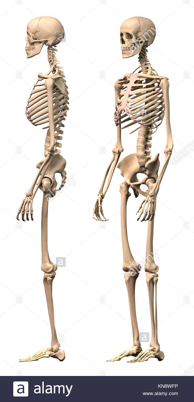 Male Skeleton Stock Photos & Male Skeleton Stock Images - Alamy
