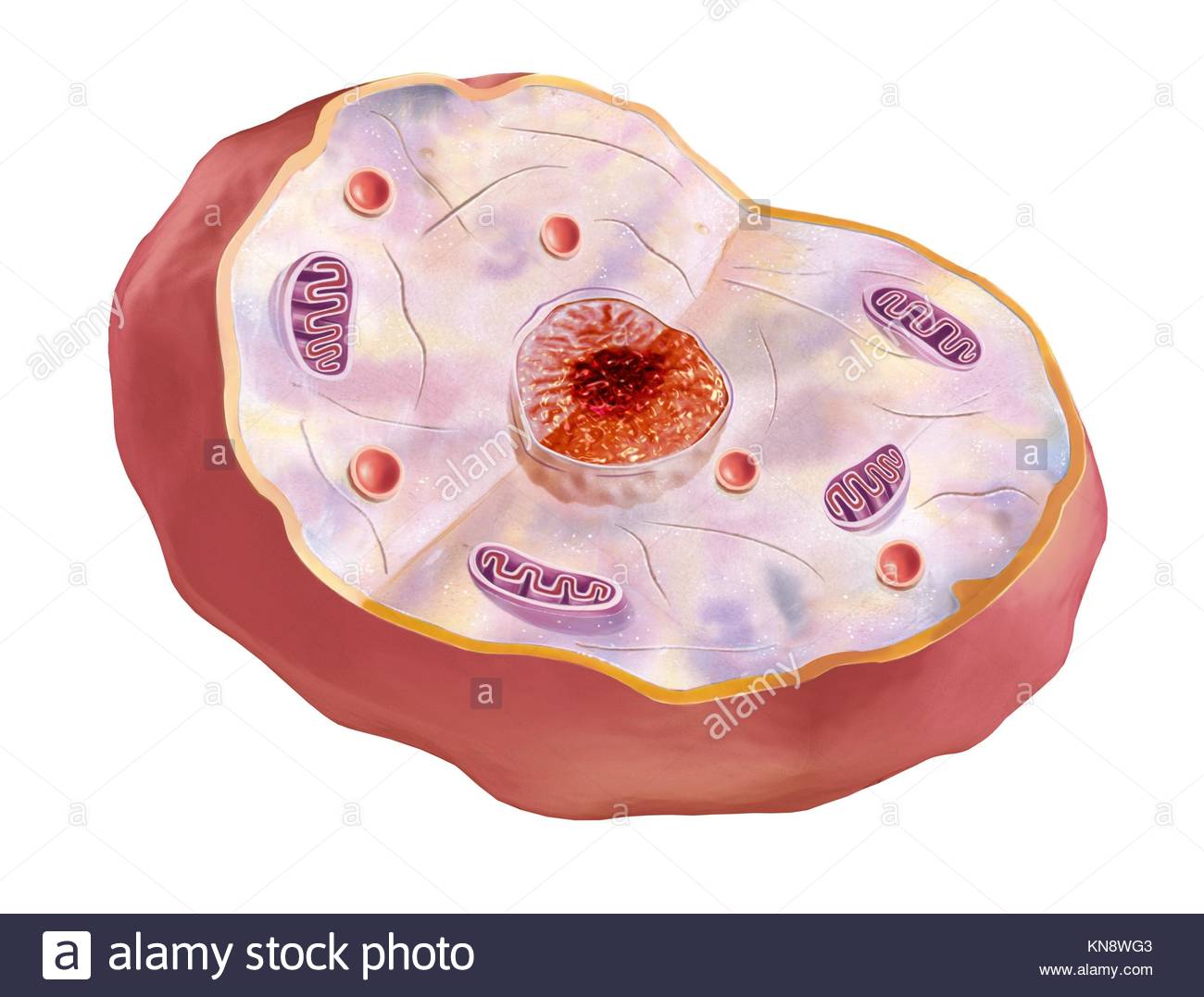 Lysosome Stock Photos & Lysosome Stock Images - Alamy