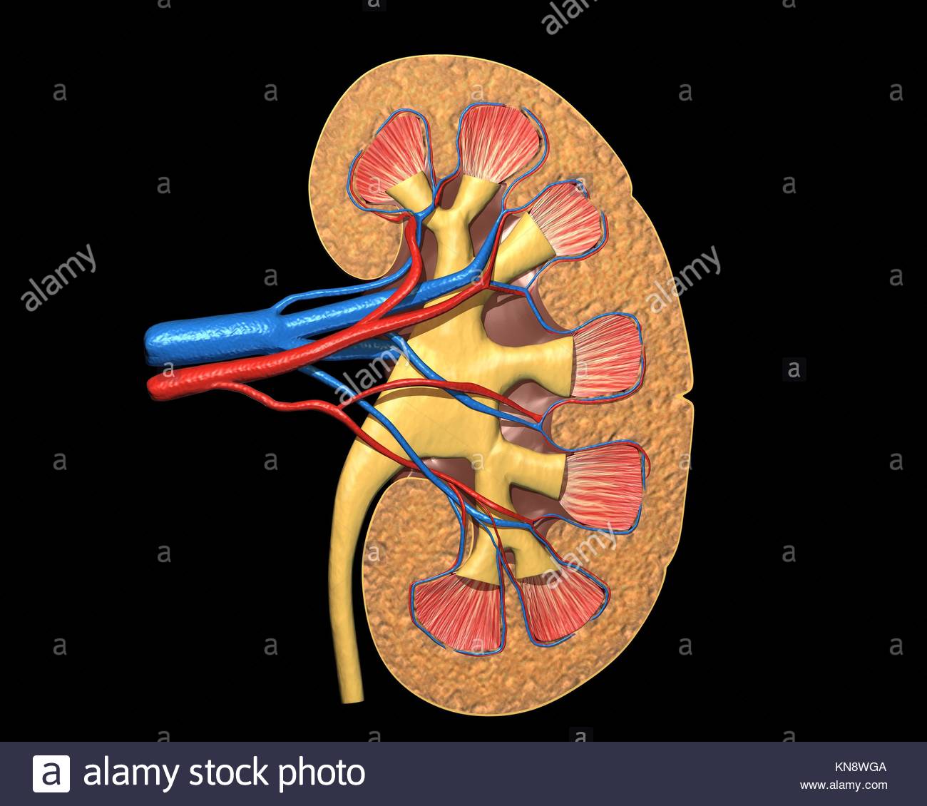 Drawing Diagram Cross Section Stock Photos & Drawing Diagram Cross ...