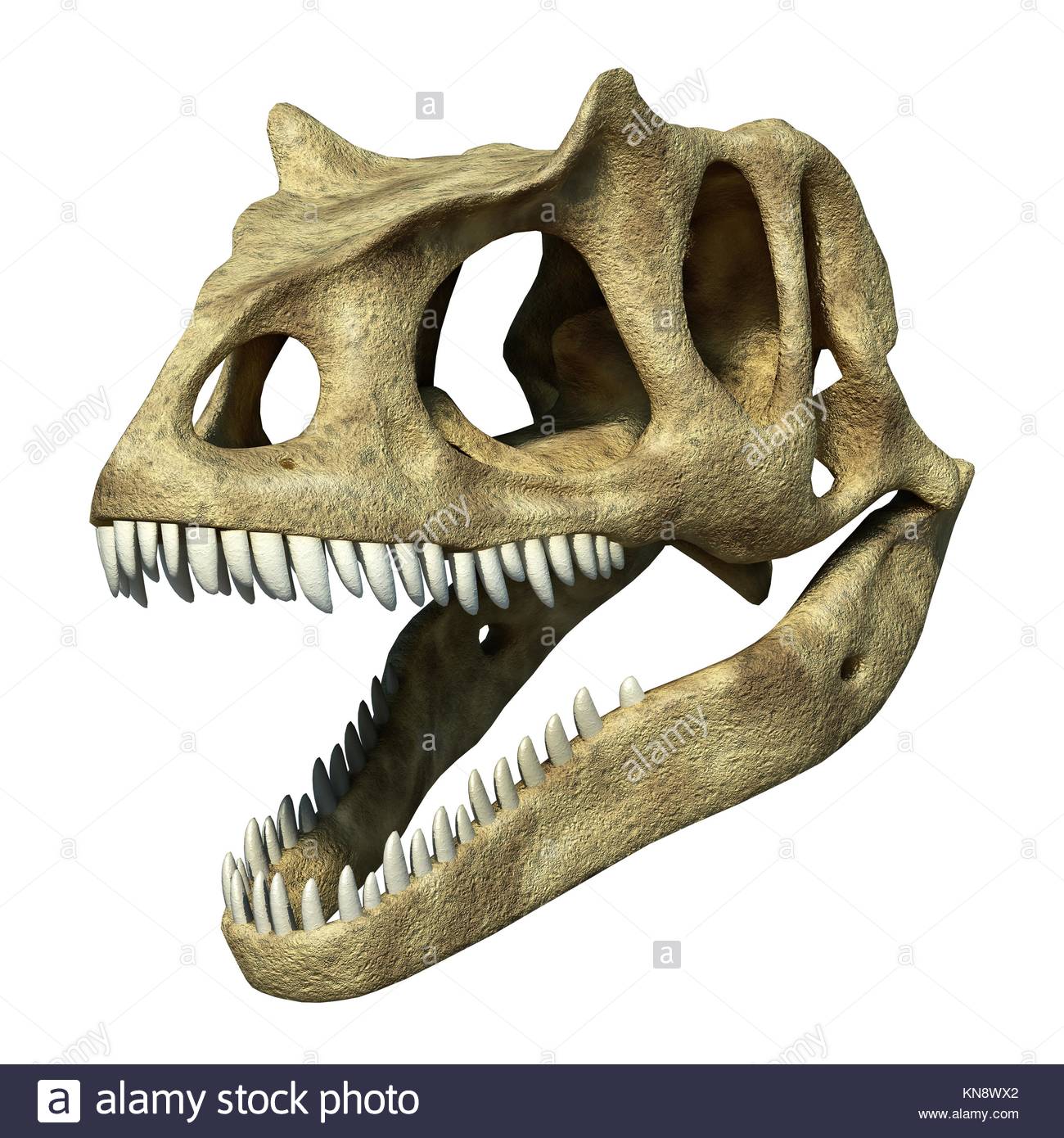 Allosaurus (allosaurus) Stock Photos & Allosaurus (allosaurus) Stock ...