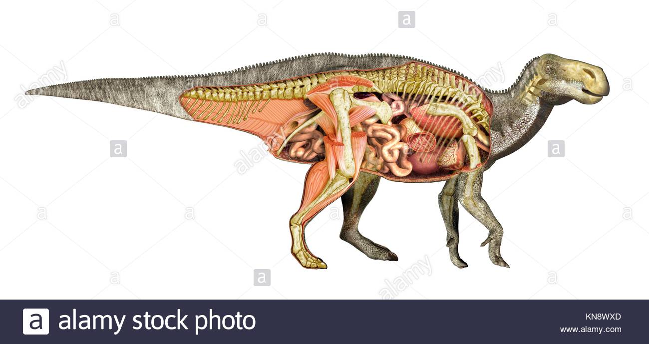 Sauropod Skeleton Stock Photos & Sauropod Skeleton Stock Images - Alamy