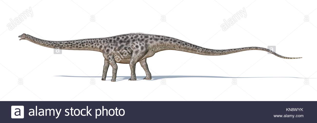 Diplodocus Fossil Stock Photos & Diplodocus Fossil Stock Images - Alamy