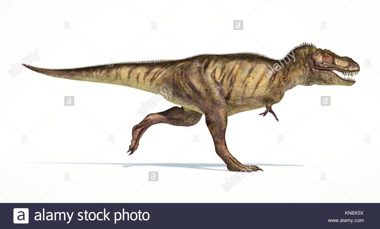 Side View Tyrannosaurus Rex Dinosaur Stock Photos & Side View ...