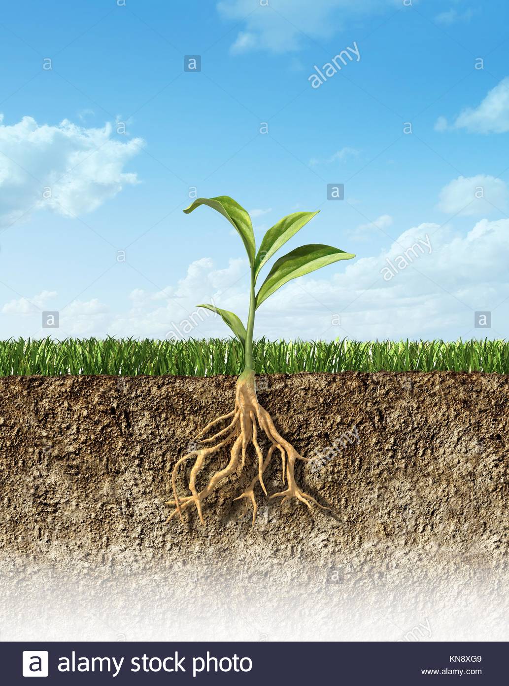 Plant Roots Cross Section Stock Photos & Plant Roots Cross Section ...