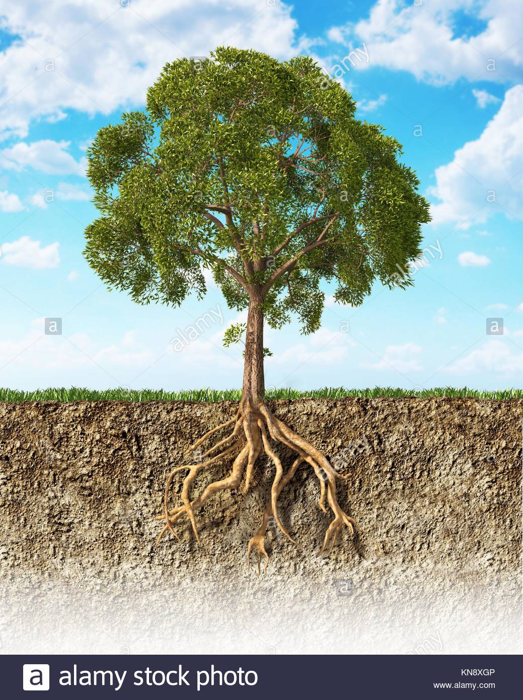 Plant Roots Cross Section Stock Photos & Plant Roots Cross Section ...