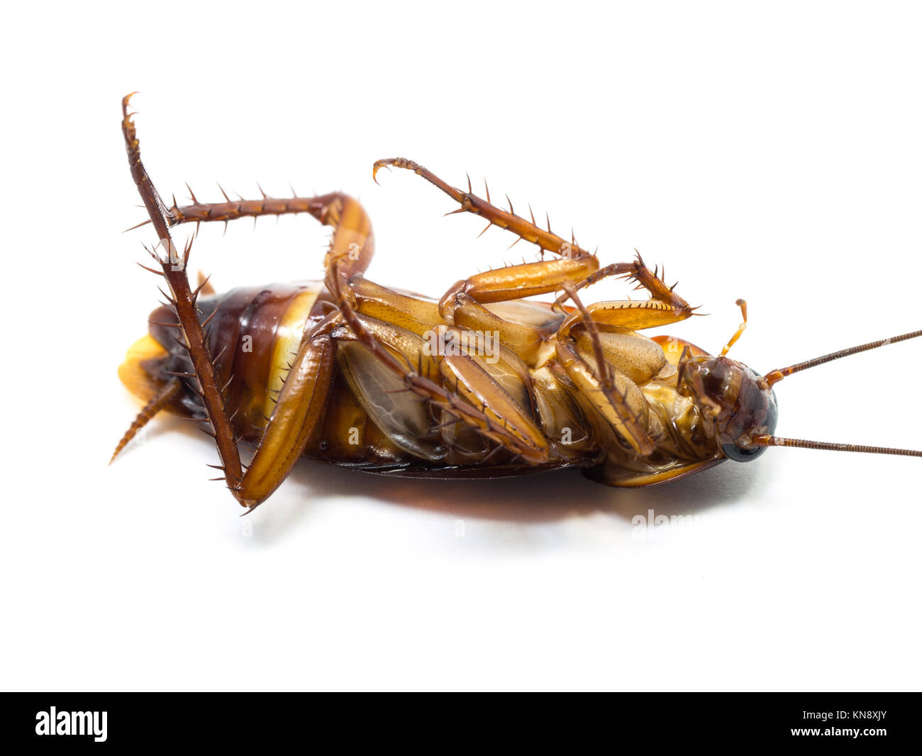 Closeup cockroach show details all of body on a white background ...