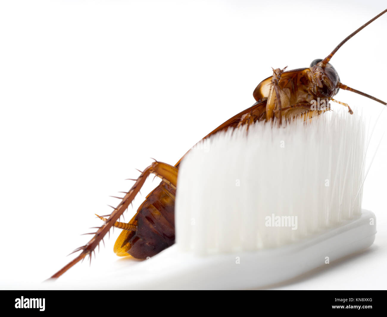 Cockroaches stick on the tip of a white toothbrush. Cockroaches are ...