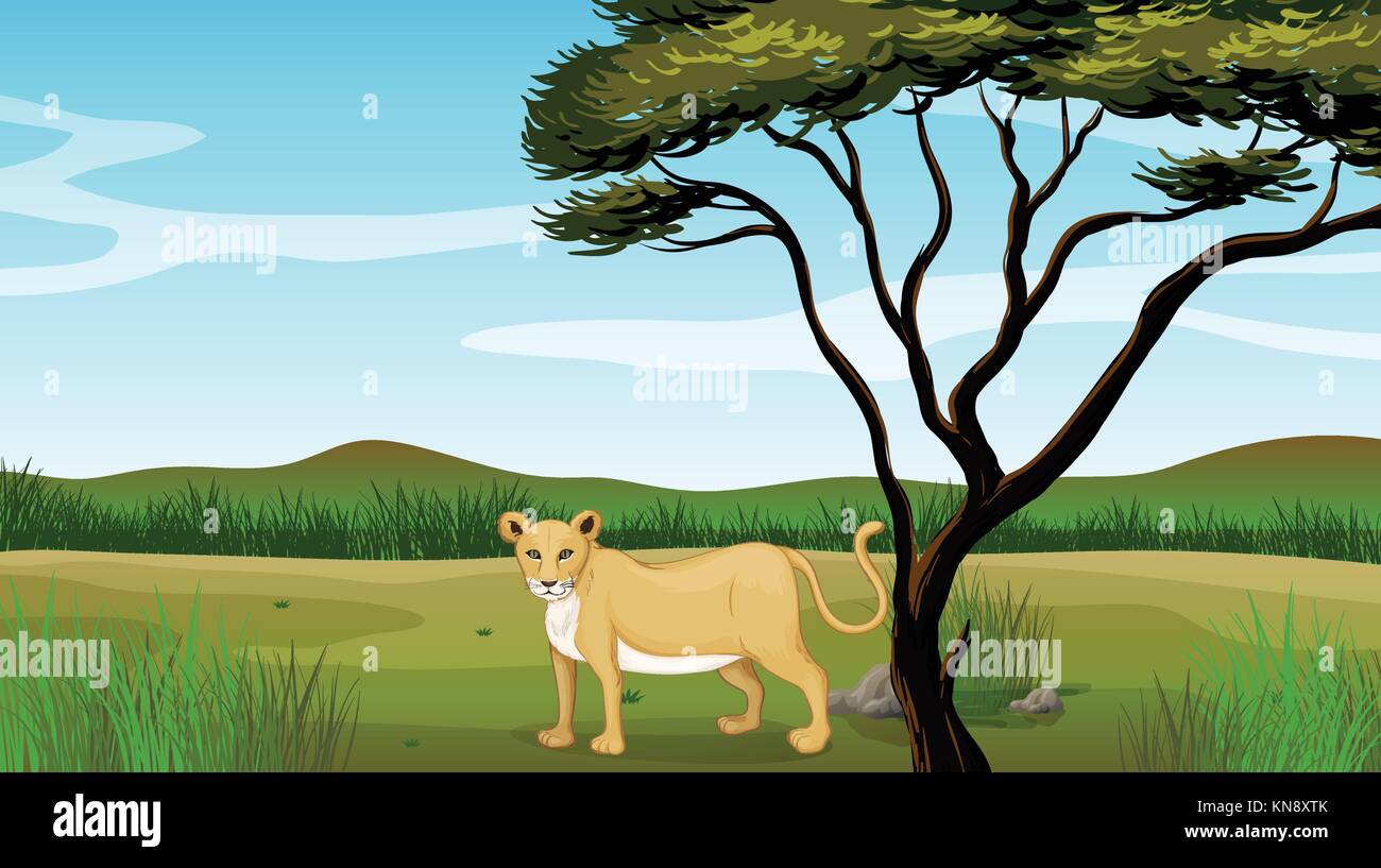 Illustration of a lion in a field Stock Vector Image & Art - Alamy