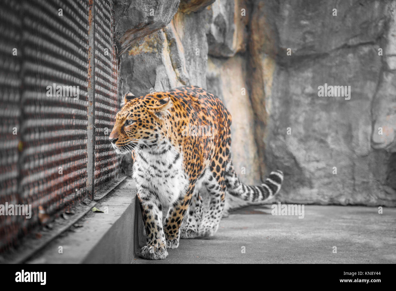 Close-Up Of Leopard In Zoo Stock Photo - Alamy