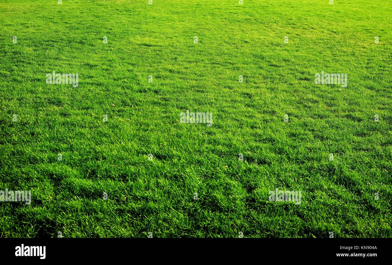 Fresh and colorful natural green grass texture background Stock Photo ...