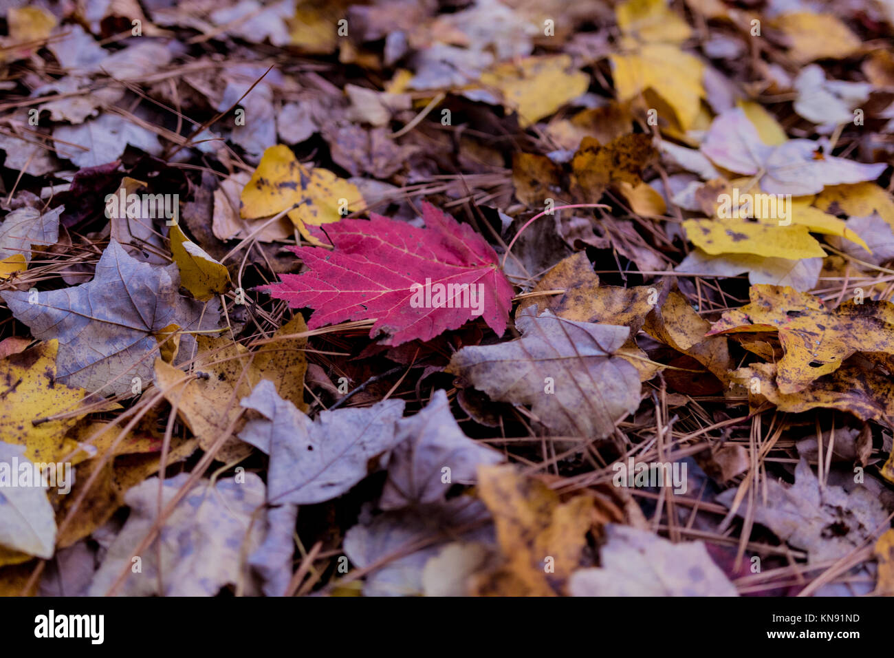 Red maple leaf lays among fallen yellow, brown maple leaves and pine ...