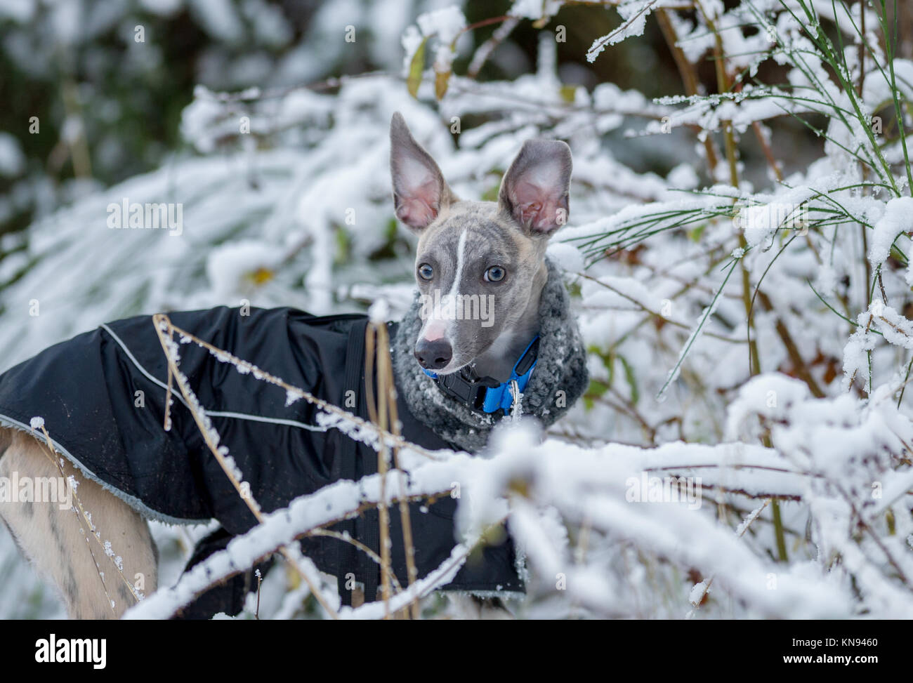 Whippet dog out in the snow Stock Photo - Alamy