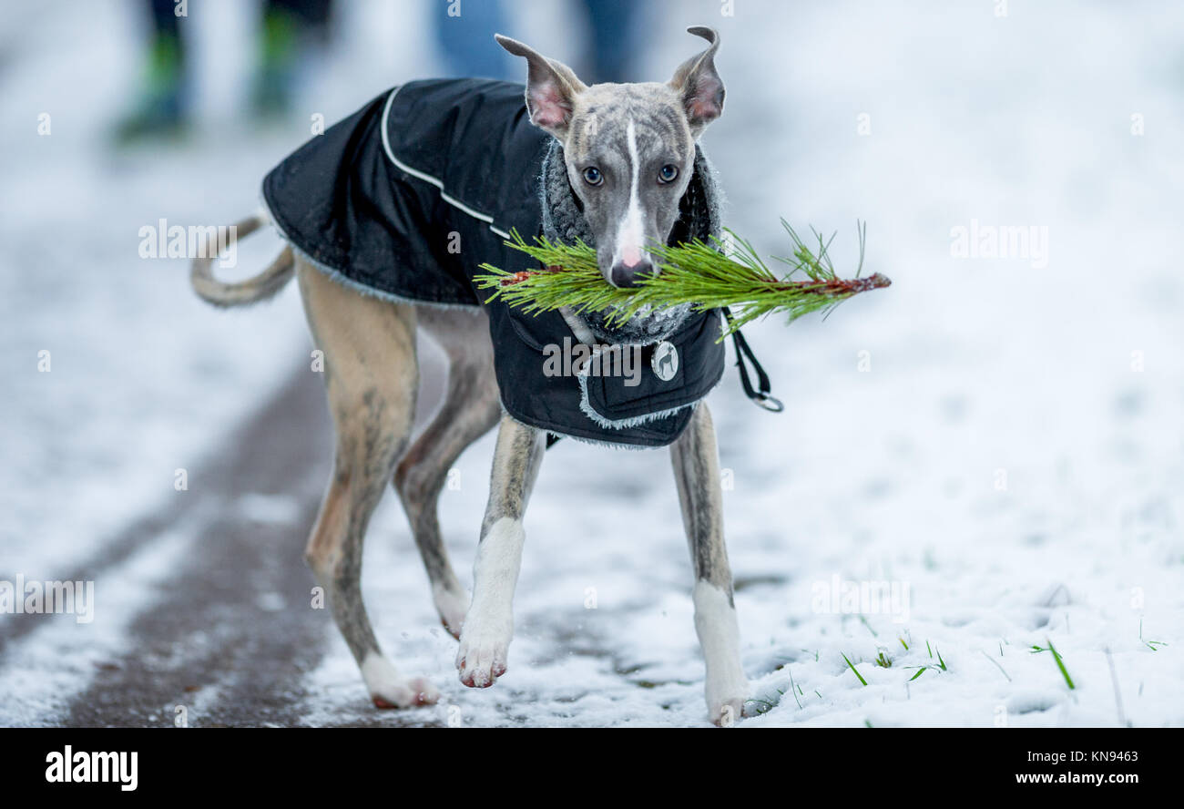 Whippet dog out in the snow Stock Photo - Alamy