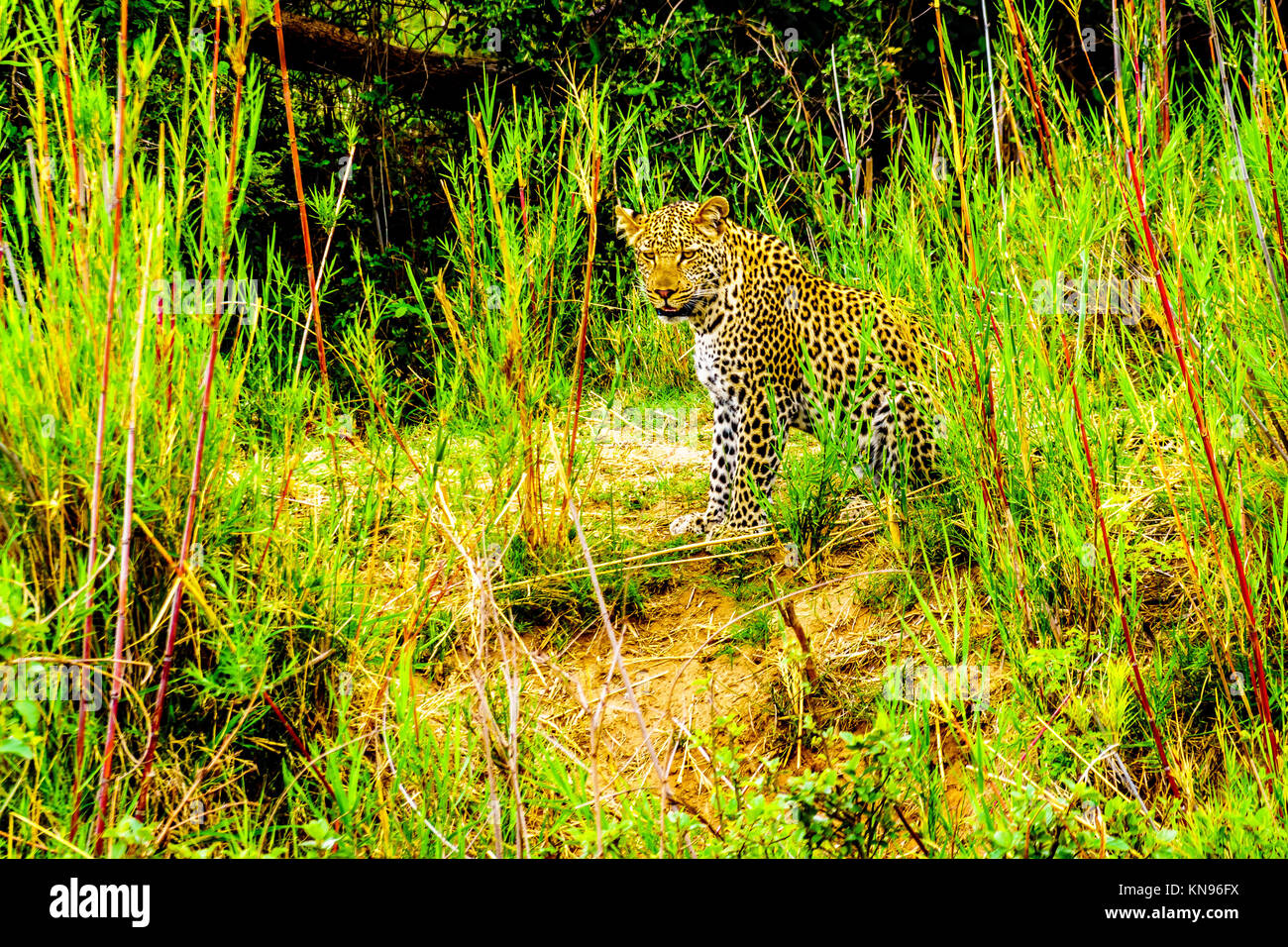 Leopard in the High Grass along the Olifant River in Kruger National ...