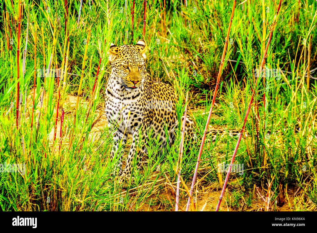 Leopard in the High Grass along the Olifant River in Kruger National ...