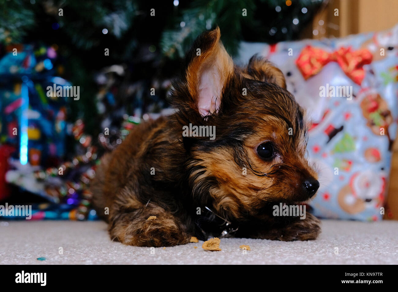 Chihuahua Terrier Puppy High Resolution Stock Photography and Images ...