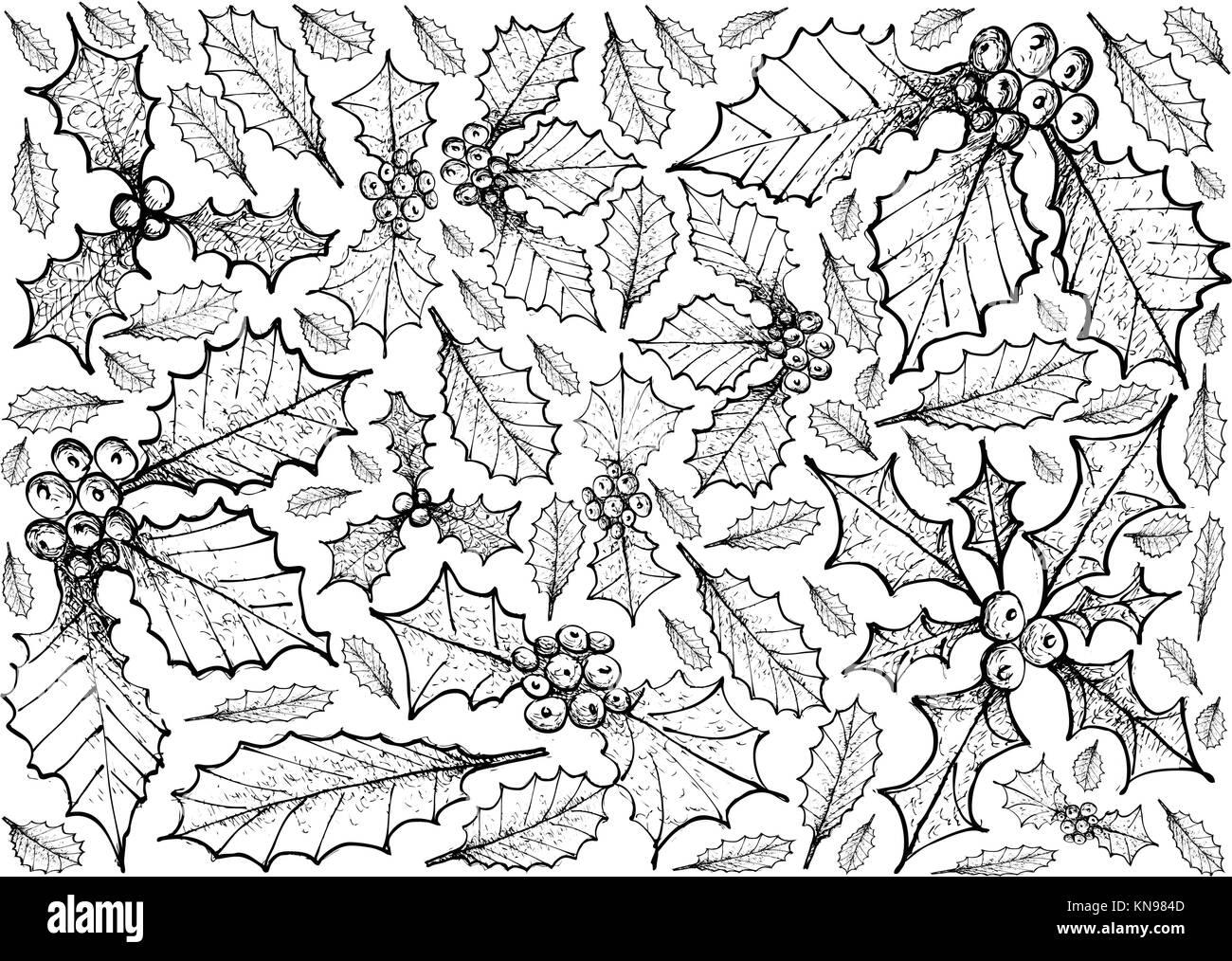 Background Illustration Hand Drawn Sketch of Holly Berries and Leaves ...