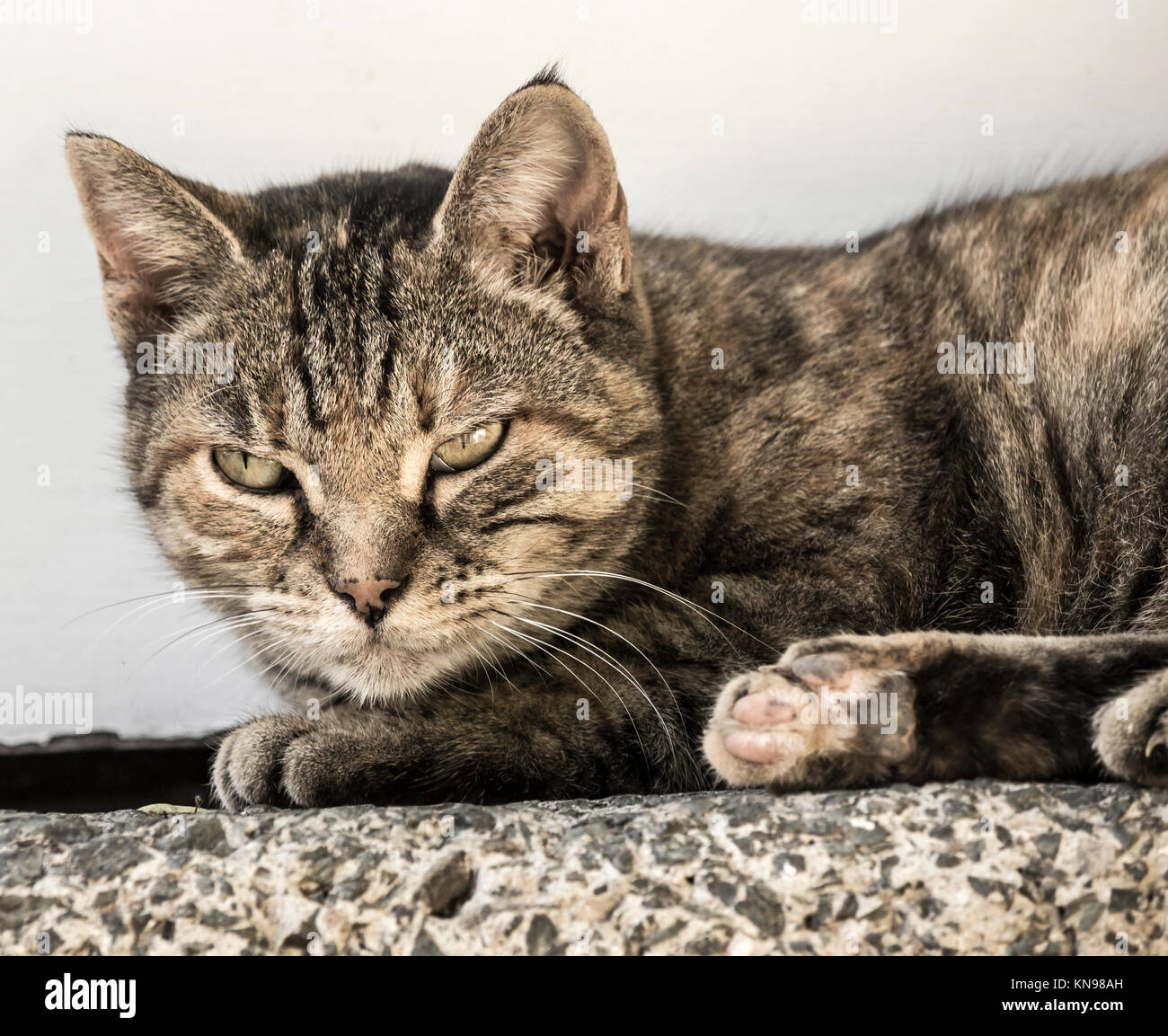 Tabby cat on step outside house Stock Photo - Alamy