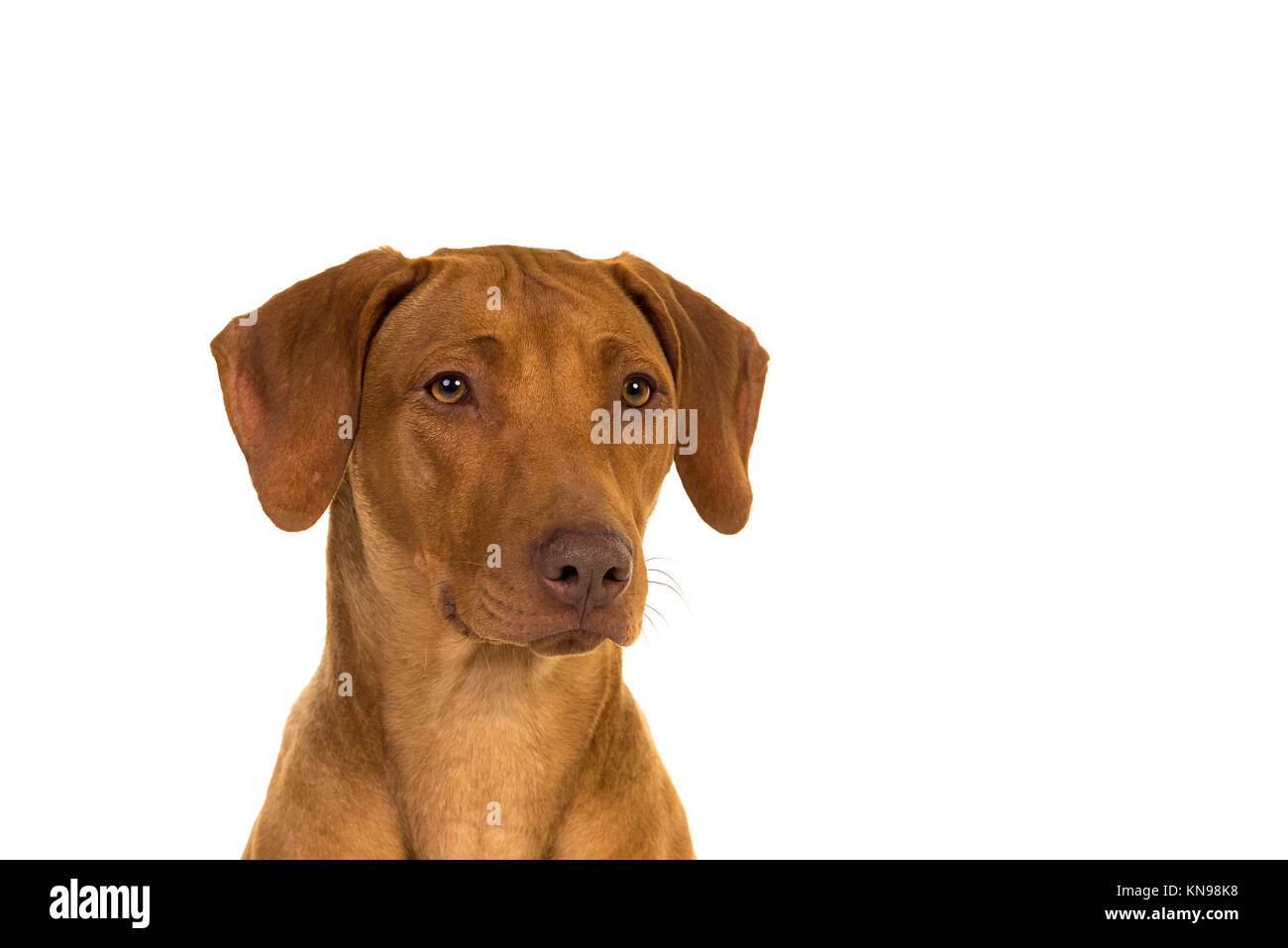 Portrait of a Rhodesian Ridgeback isolated in a white background Stock ...