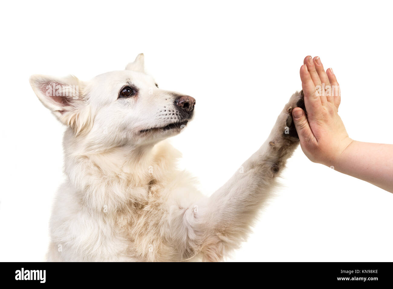 High Five Dog And Cat