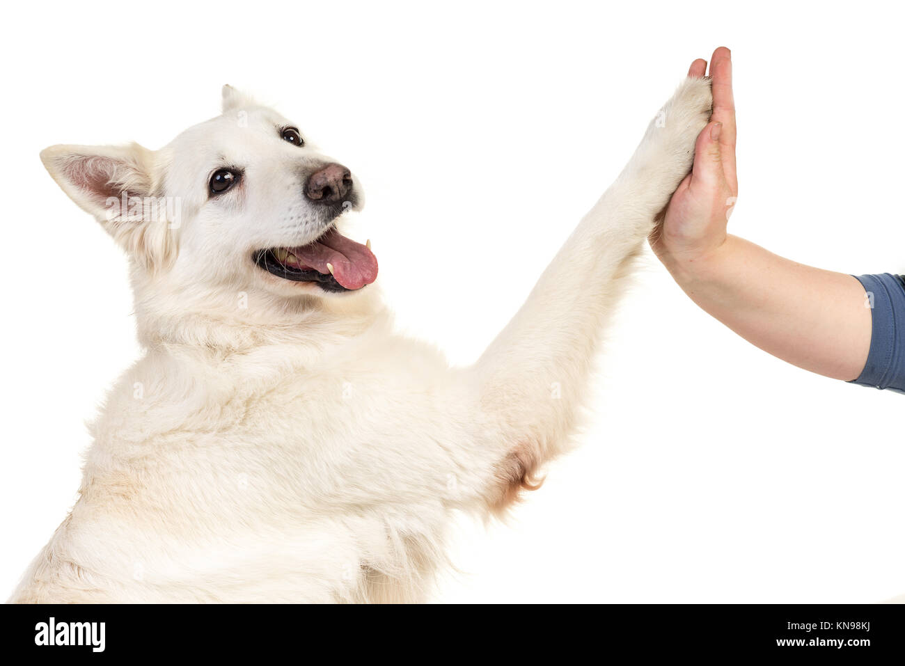 Dogs High Five Each Other