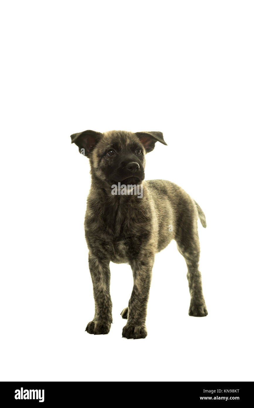Cute Dutch wire-haired shepherd puppy standing facing the camera ...