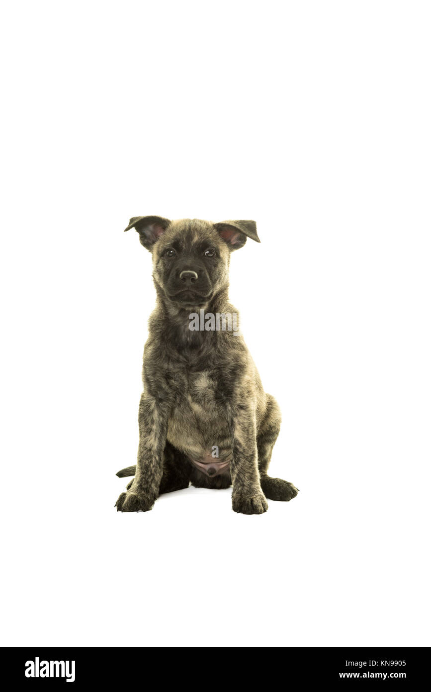 Cute Dutch wire-haired shepherd puppy sitting facing the camera ...